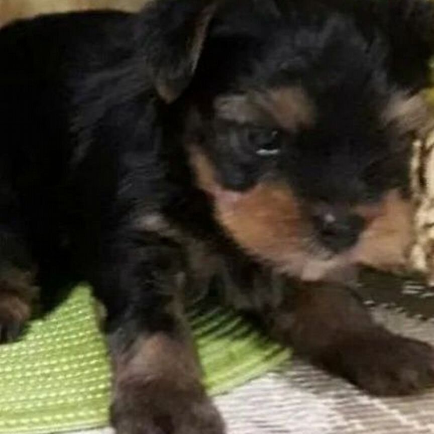 Йоркширский терьер мини