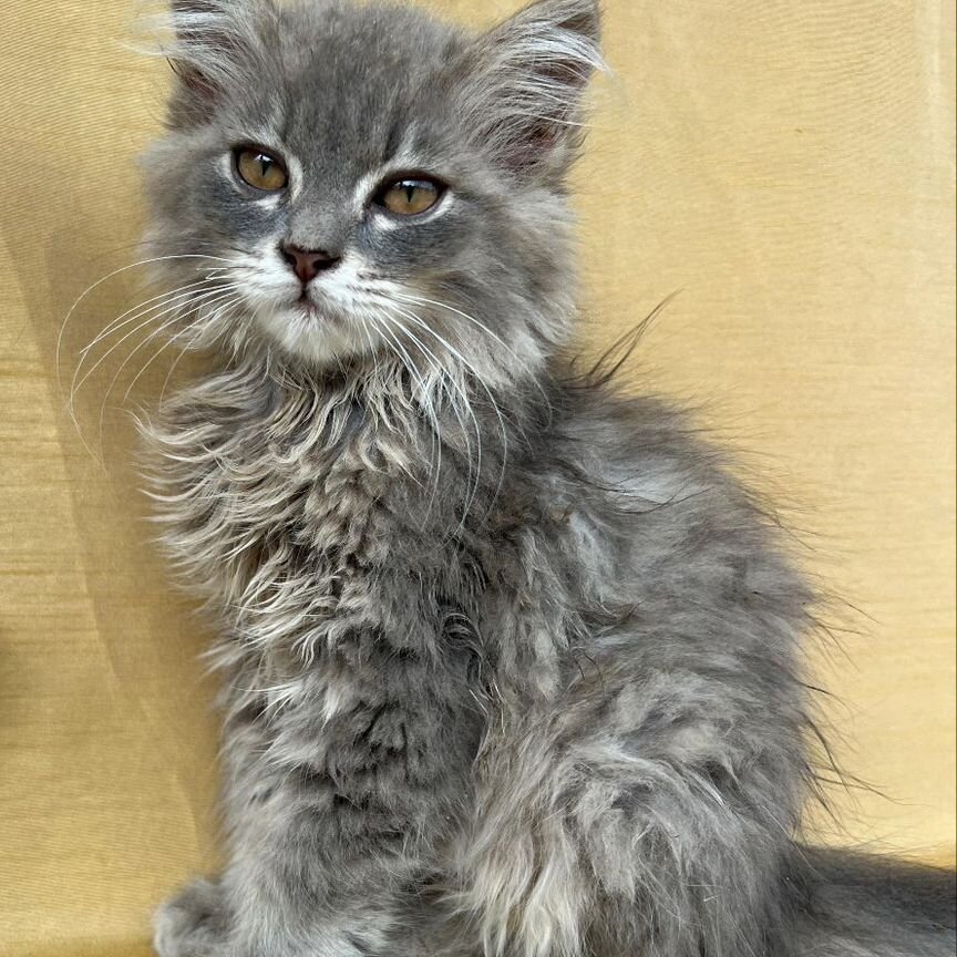 Котенок от кошки мейн - кун
