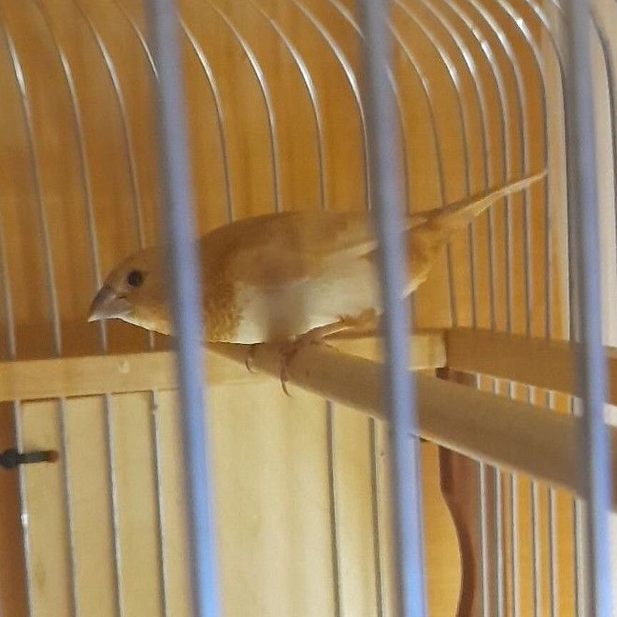 Японские амадины