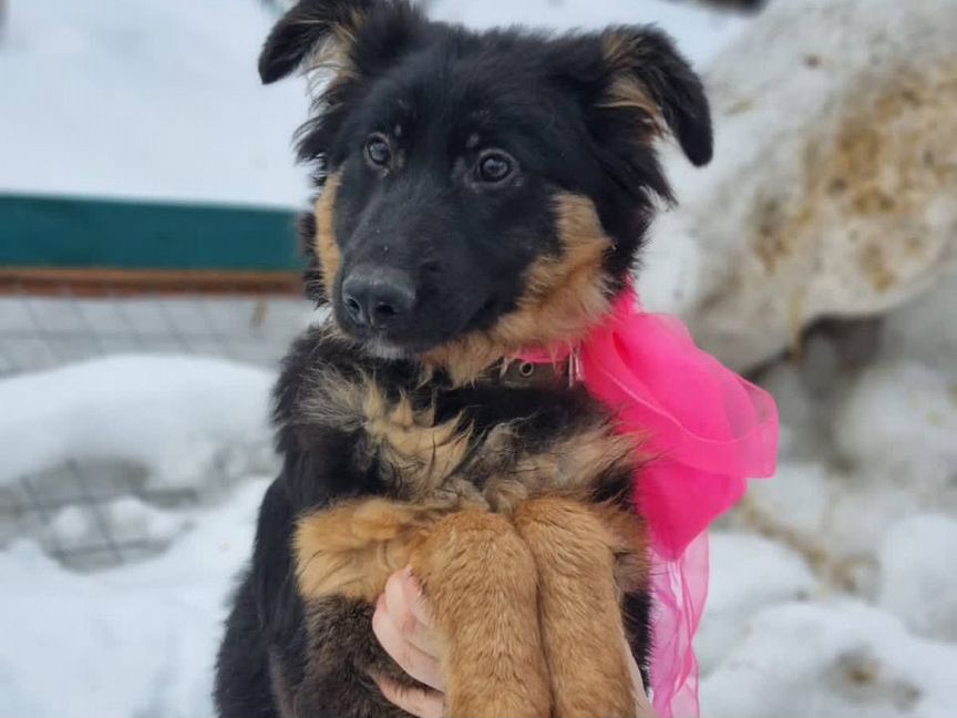 Щенок Муля в приюте ждет своих родителей