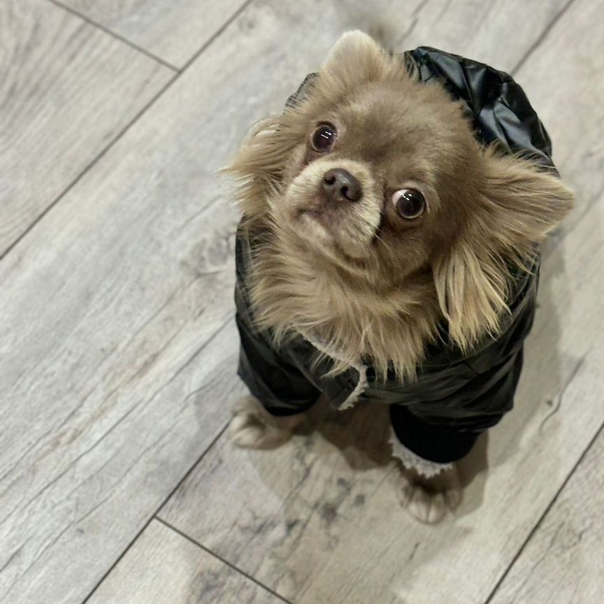 Щенок маленькой породы