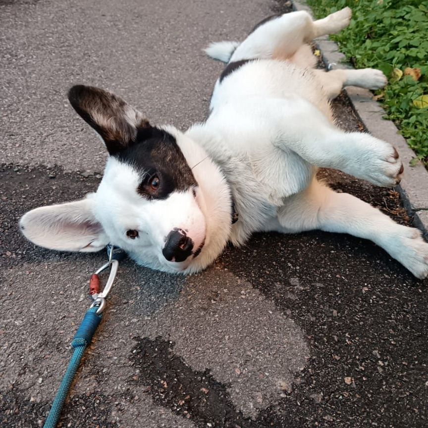 Ищет дом Корги