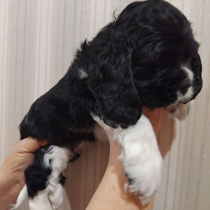 Американский кокер-спаниель, щенок