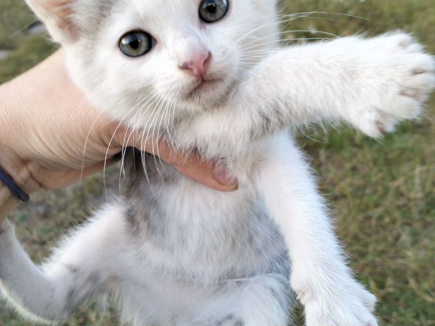 Котятенок девочка