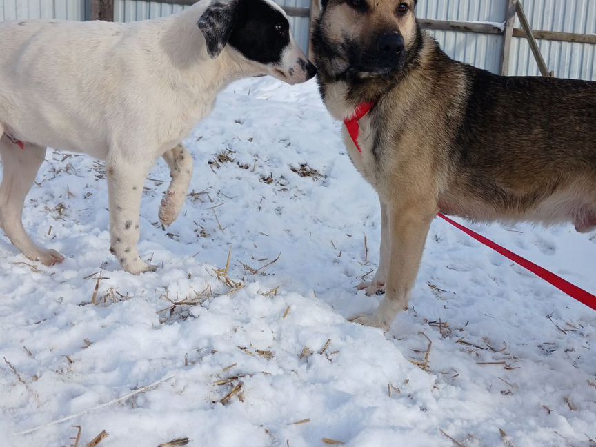 Красивый кобель