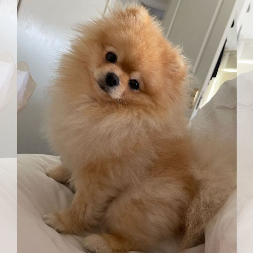 Щенок от частного владельца