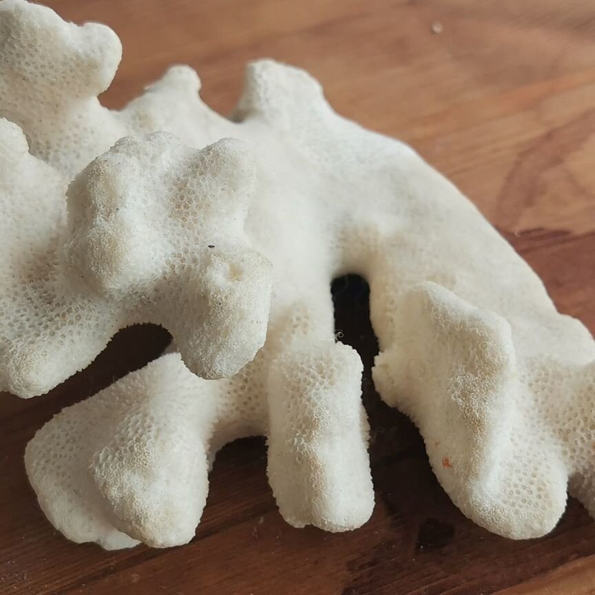 Морские ракушки раковины кораллы
