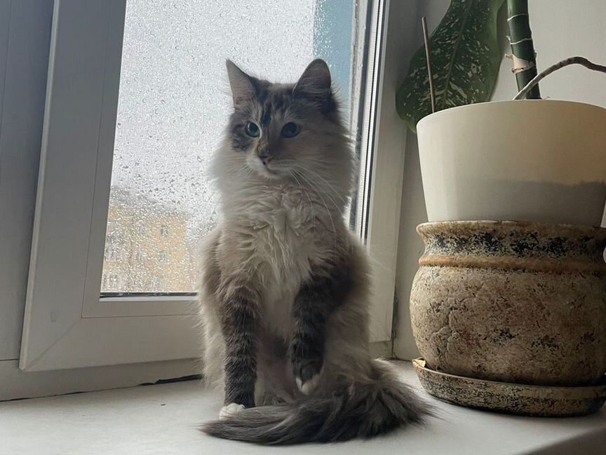 Кошка Снежка