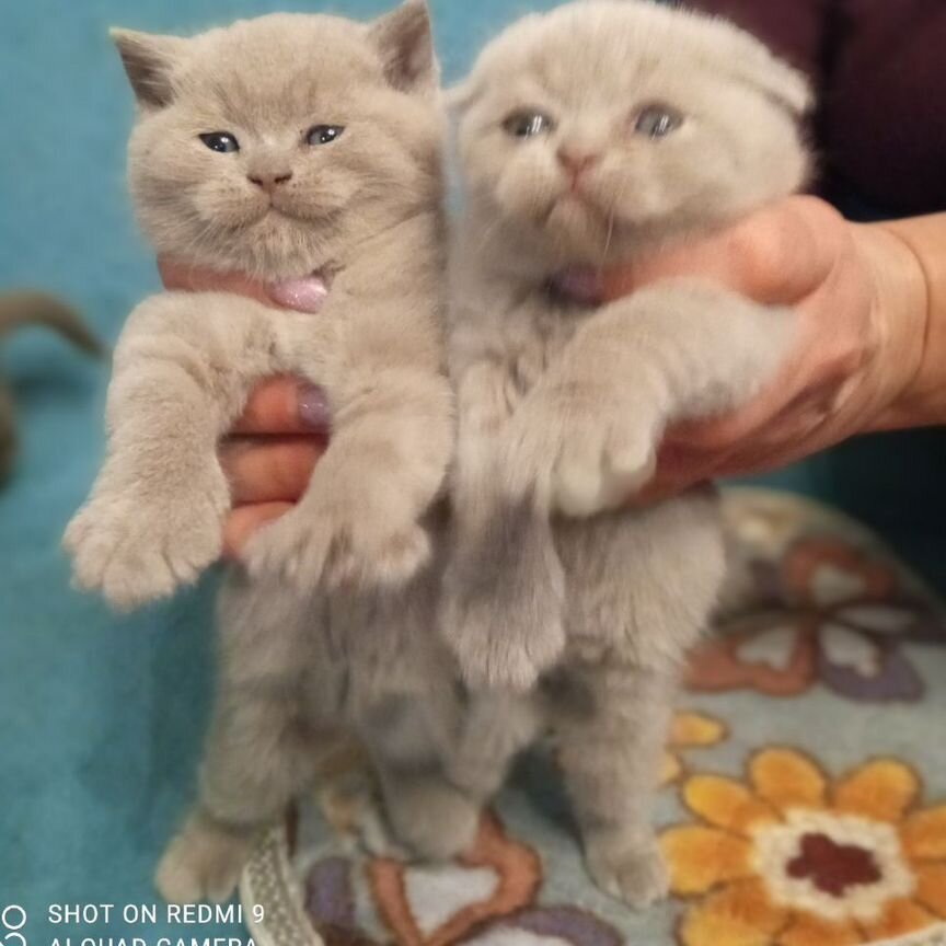Шотландские котята