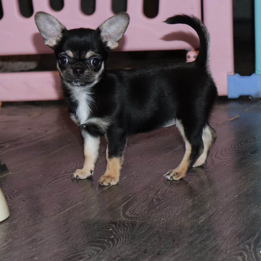 Яркая брюнетка Чиxуаxуа для Шоу и Души с доставкой