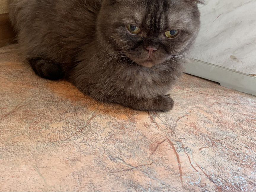 Британская кошка