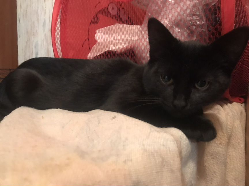 Кошка