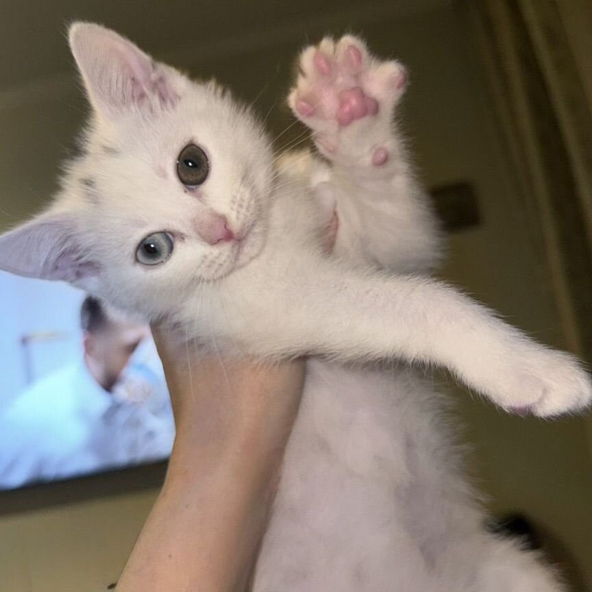 Британские котята