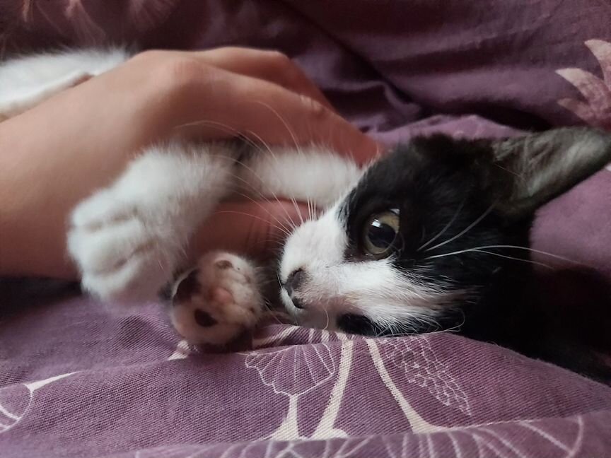 Черно-белые котята ищут дом