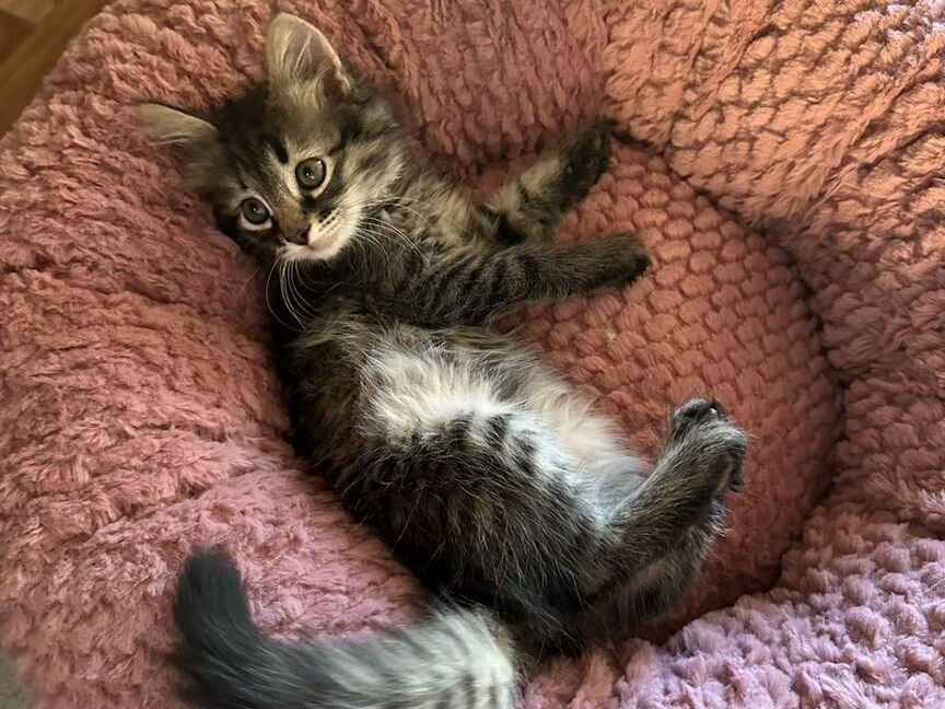 Котенок Мафин