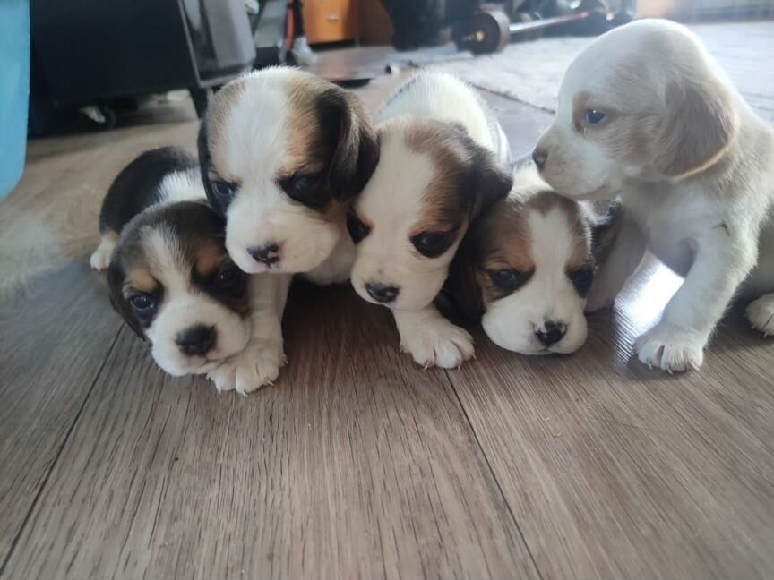 Щенки бигль