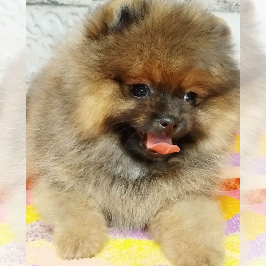 Померанский шпиц, щенок