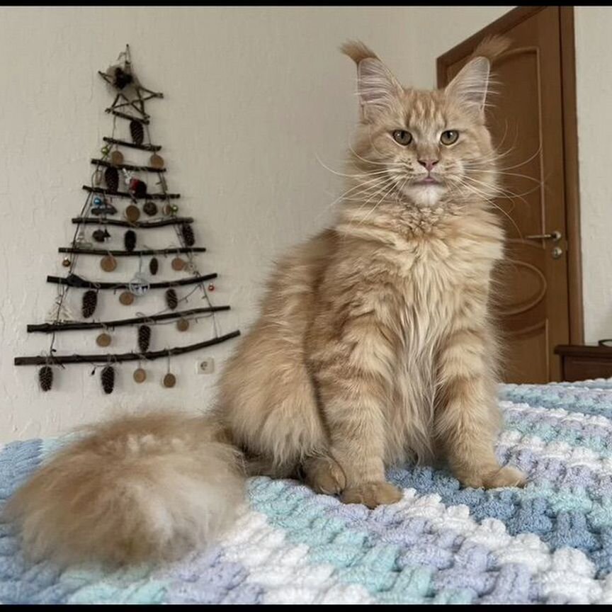 Мейн-кун, взрослая кошка