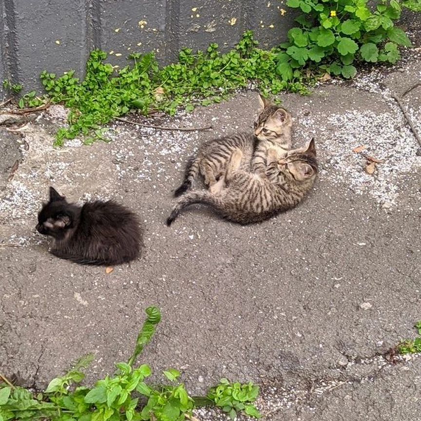 Кошки в добрые руки