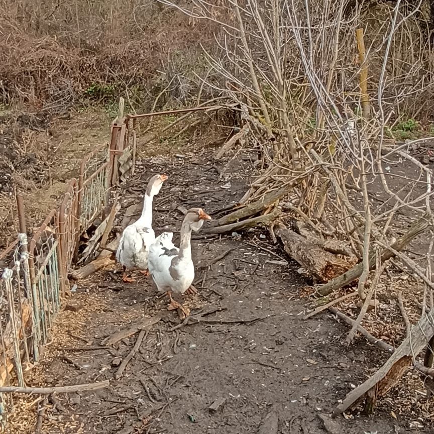 Гуси холмогоры