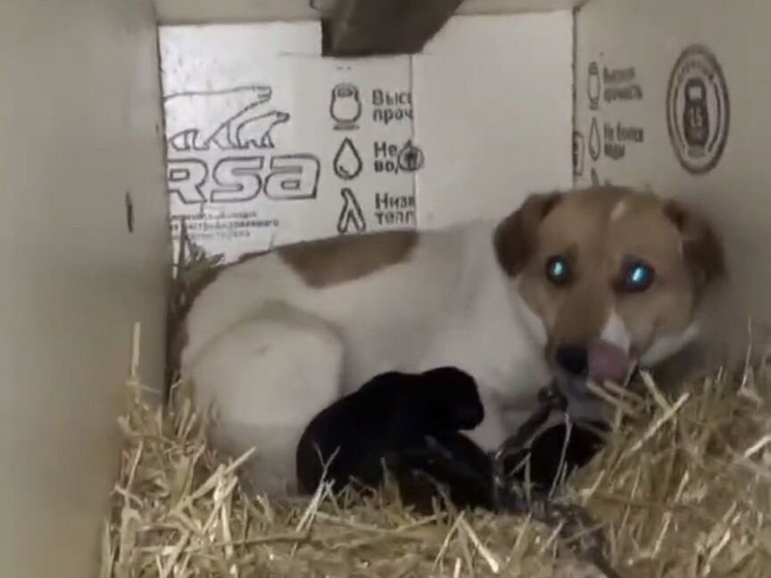 Собака и щенки в беде в добрые руки