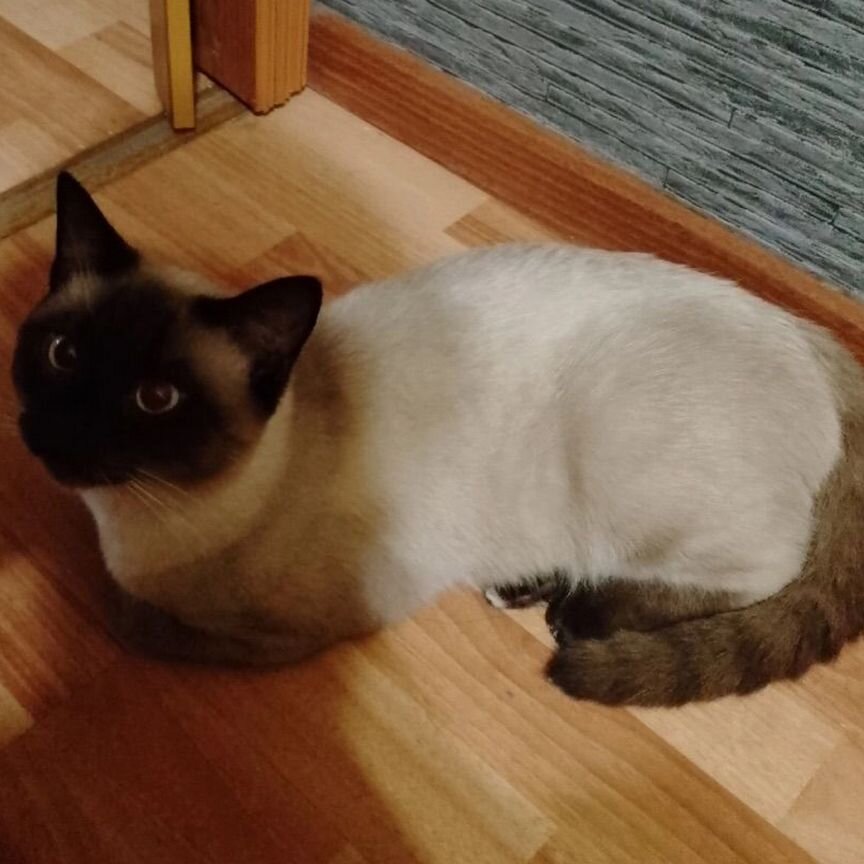 Отдам котика в хорошие руки