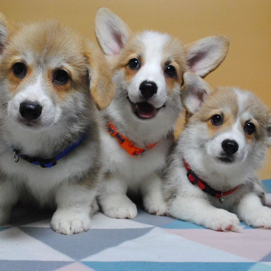 Вельш-корги пемброк