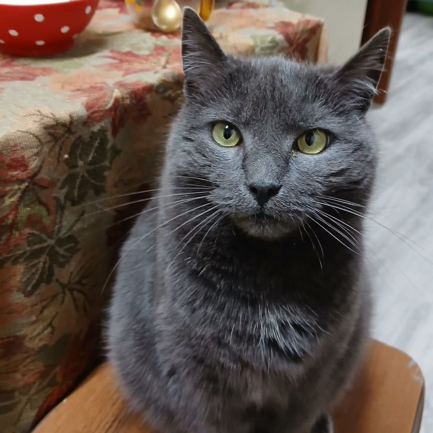 Взрослая, кошка в добрые руки