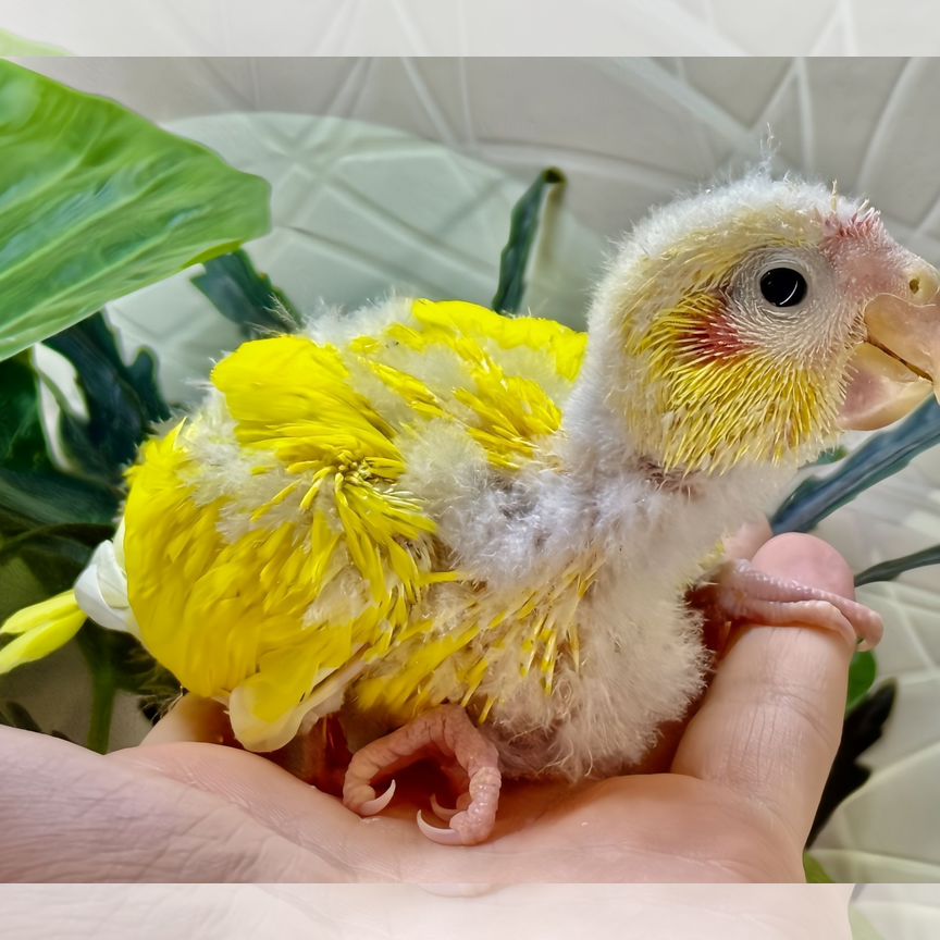 Попугай какарик полностью ручной выкормыш