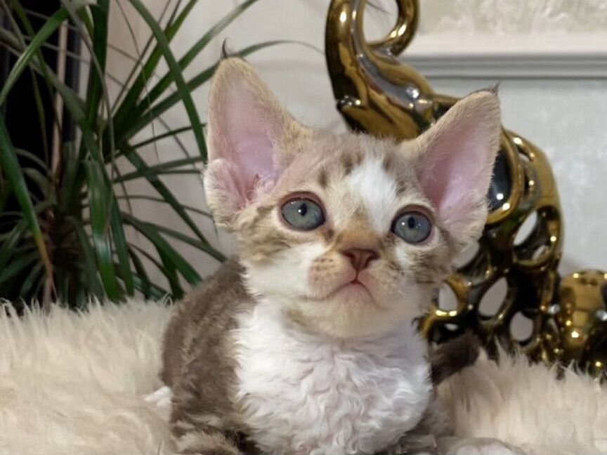 Девон-рекс мальчик шоколадный биколор табби