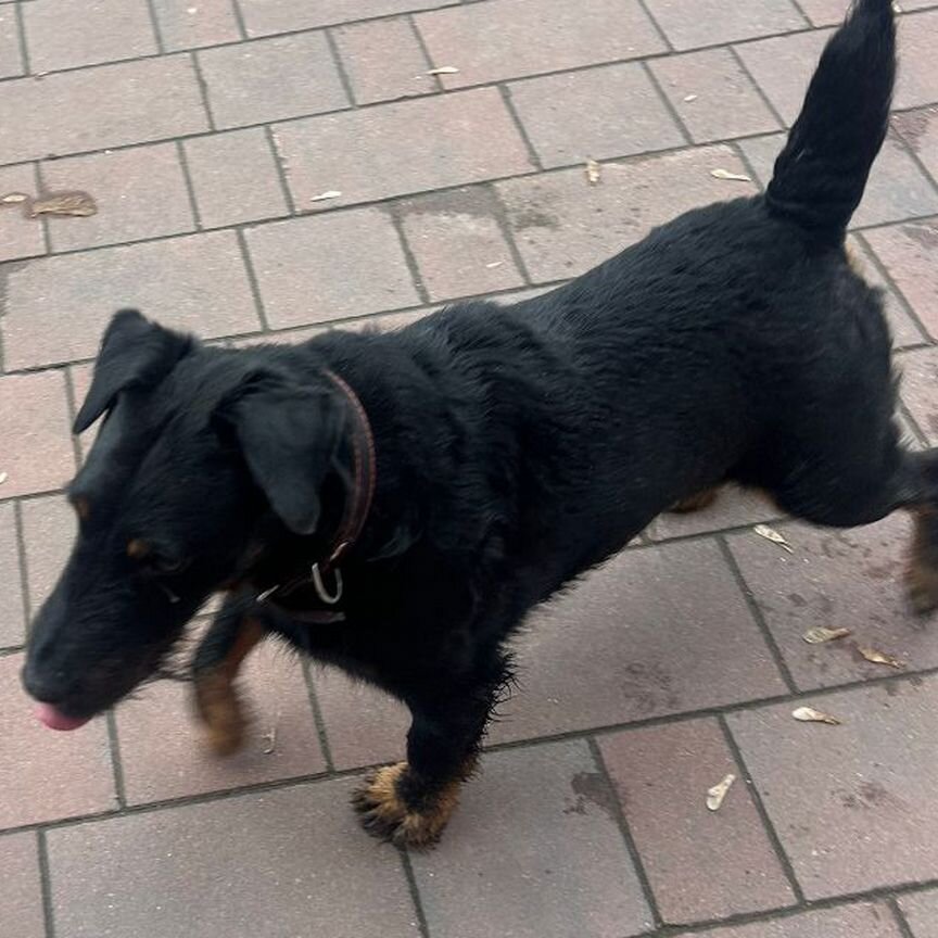 Немецкий охотничий терьер, взрослая собака