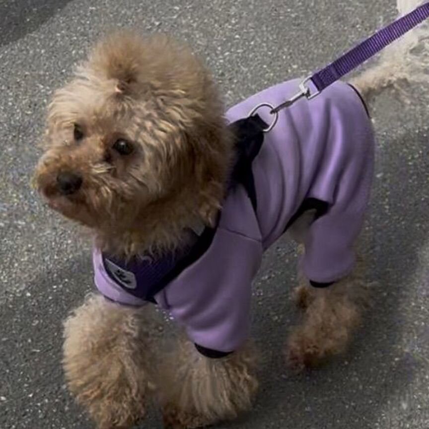 Той-пудель, взрослая собака