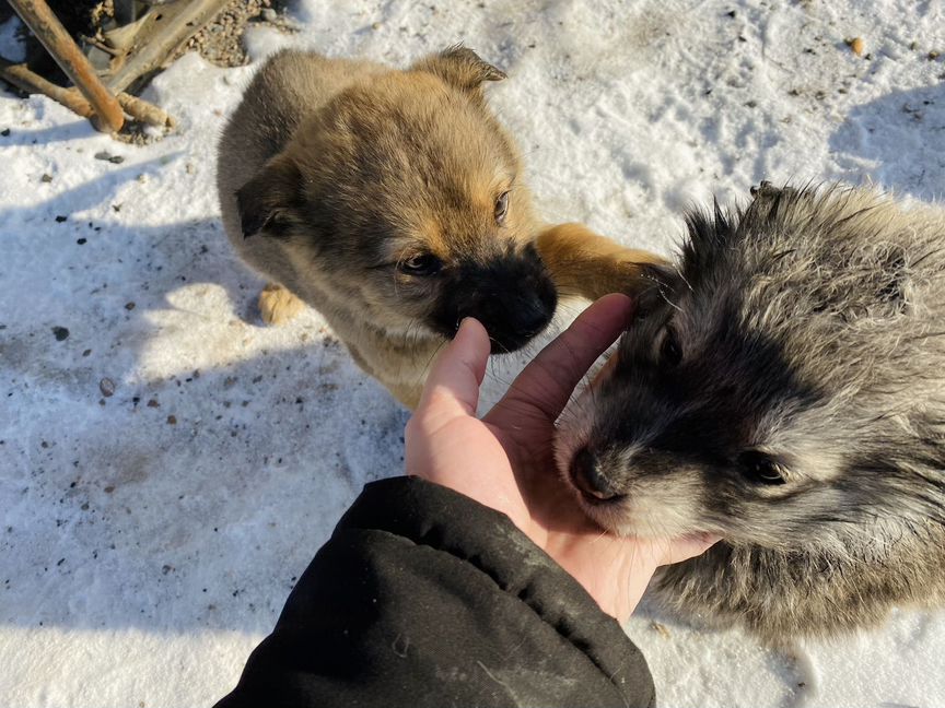 Щенки непородистые