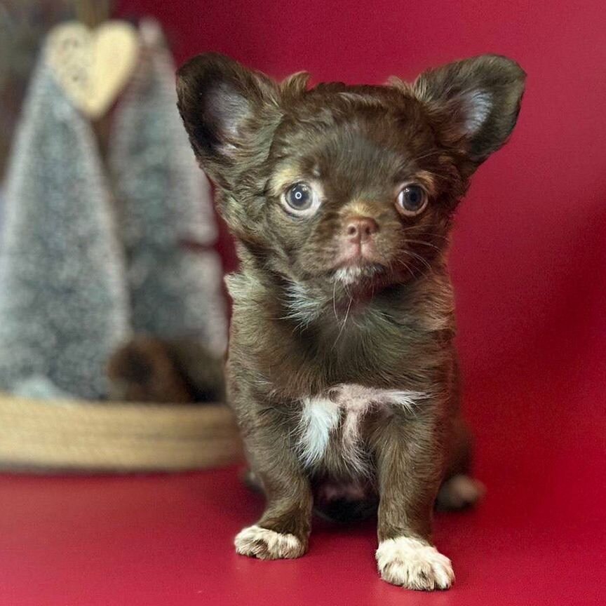 Чихуахуа, щенок