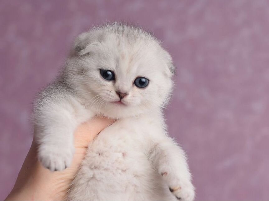 Шотландские серебристые вислоухие котята