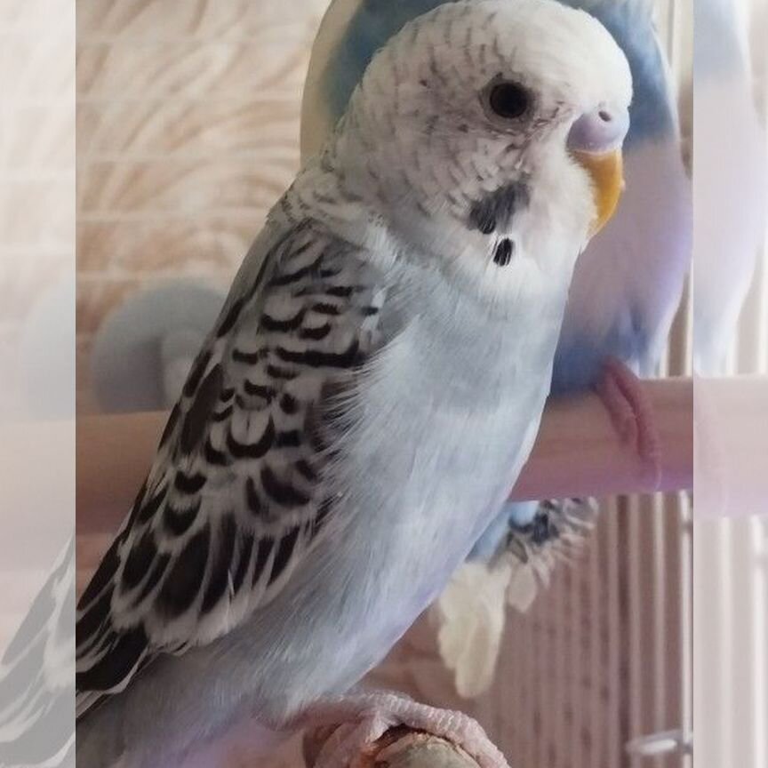 Волнистый попугай пара