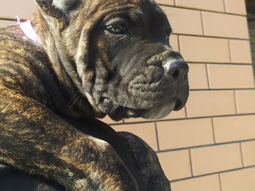 Кане Корсо девочка