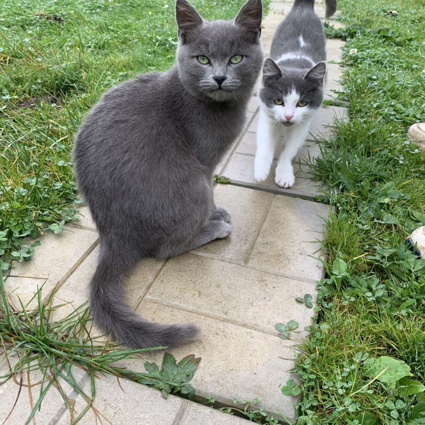 Котики ищут дом