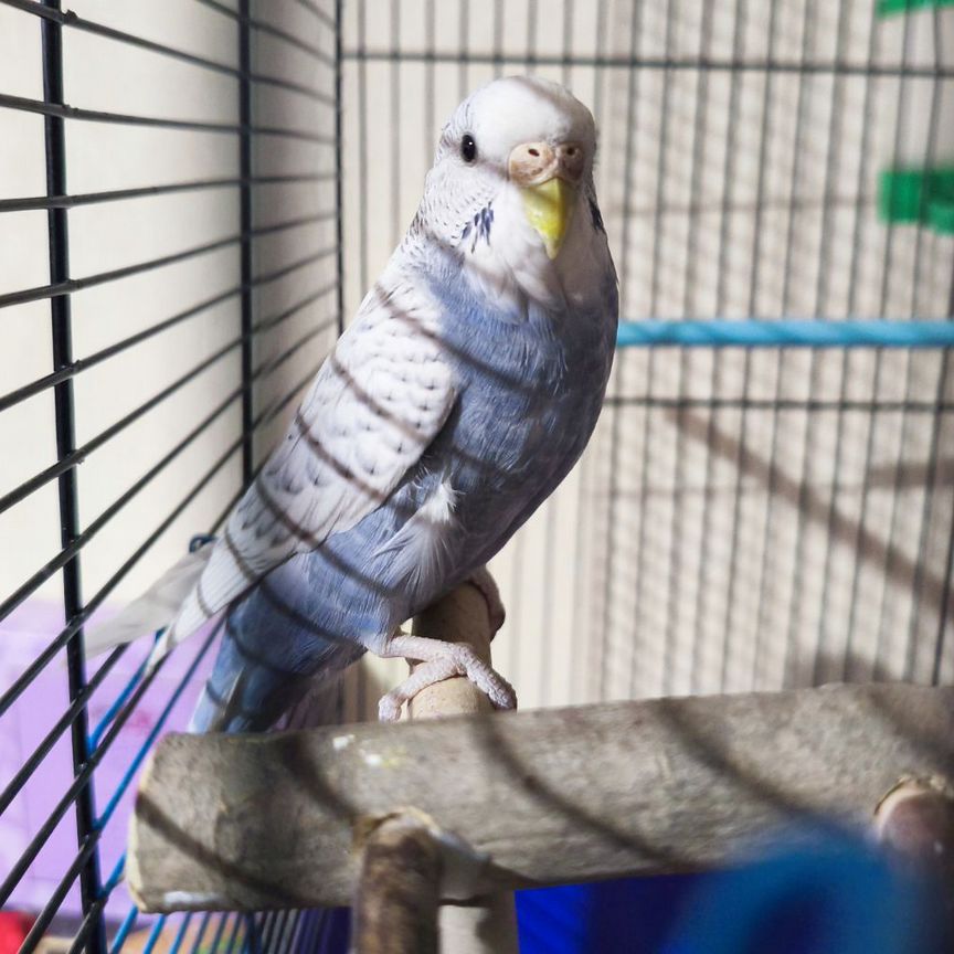 Волнистый попугай девочка