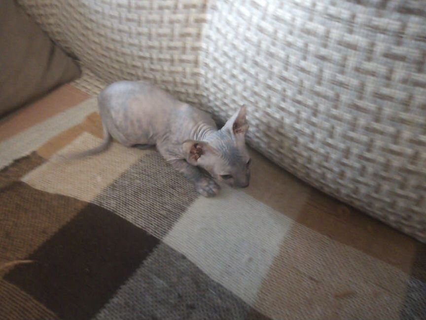 Канадский сфинкс