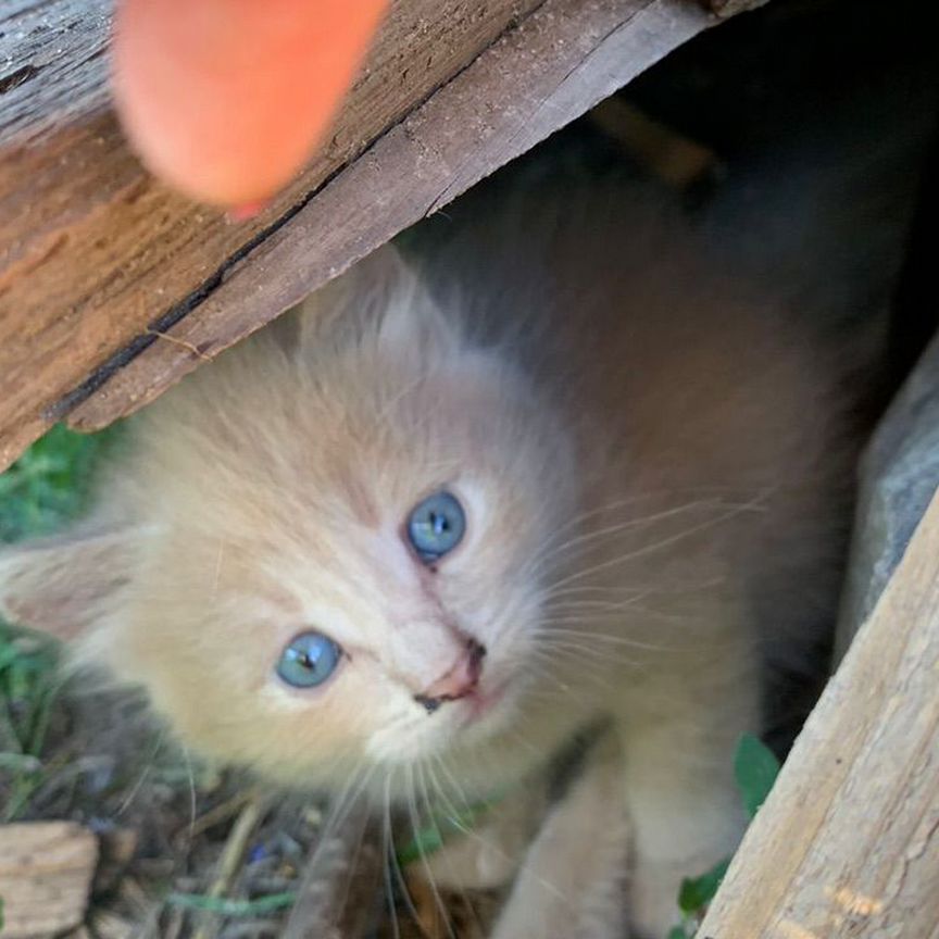 Котята в добрые руки