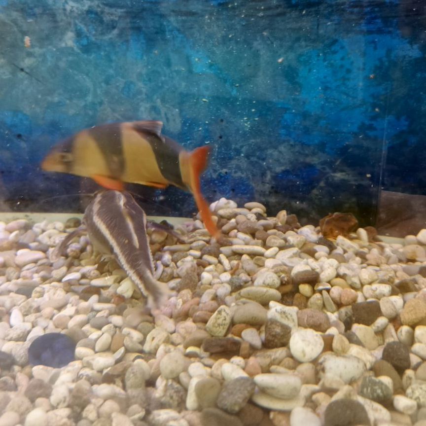 Сомы, боция