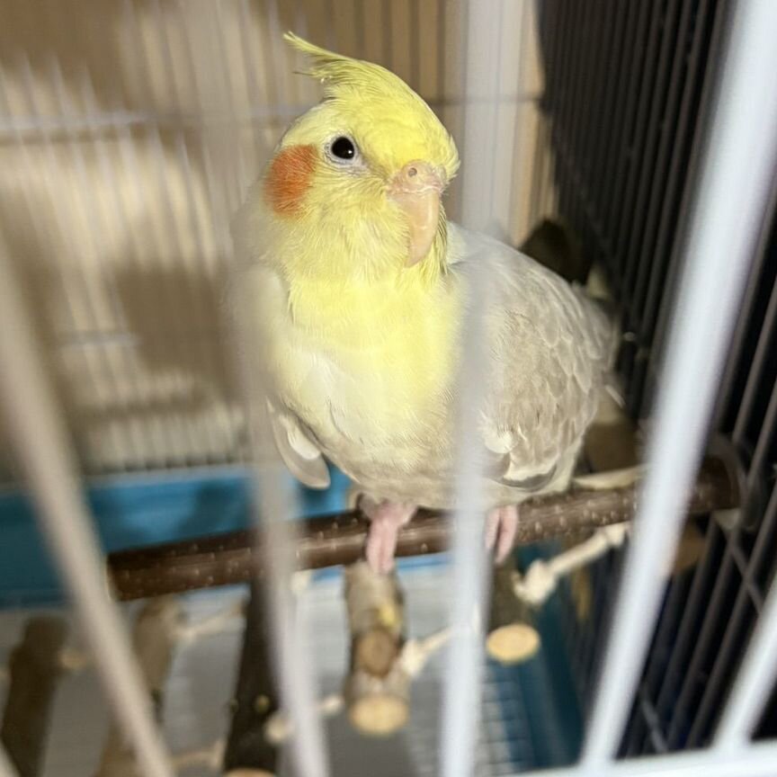 Попугай корелла