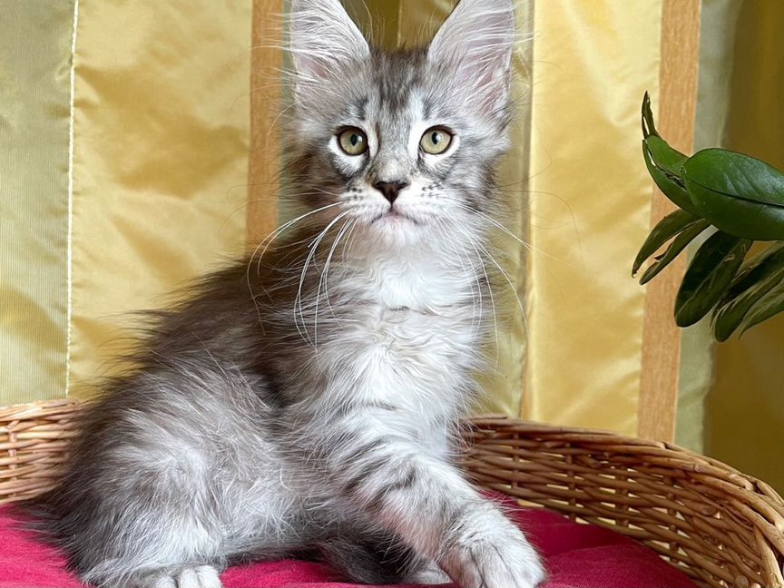 Котята мейн-кун