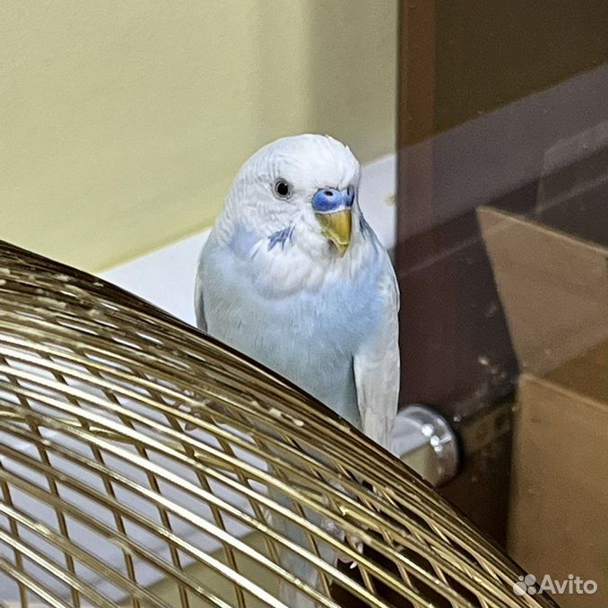 Волнистый попугай самец, продажа/обмен