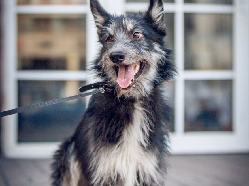 Позитивный Чарли ищет дом