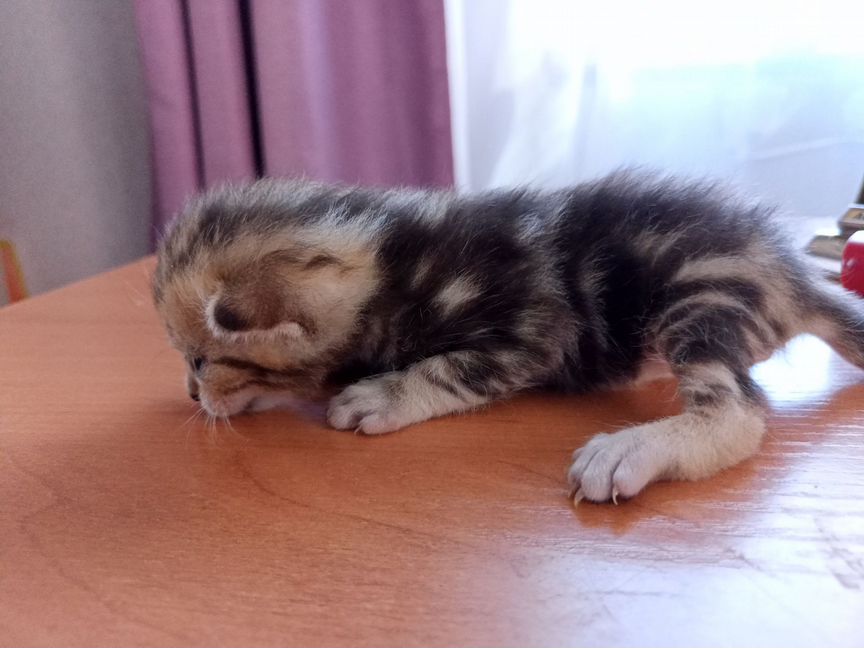 Котята