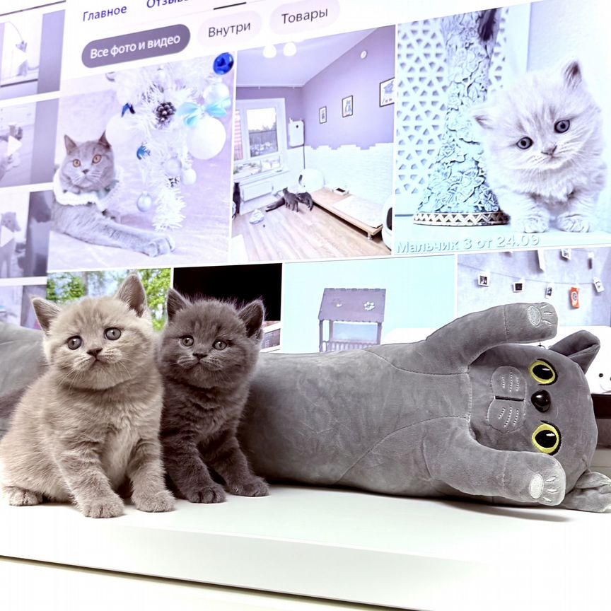 Британский короткошёрстный котёнок