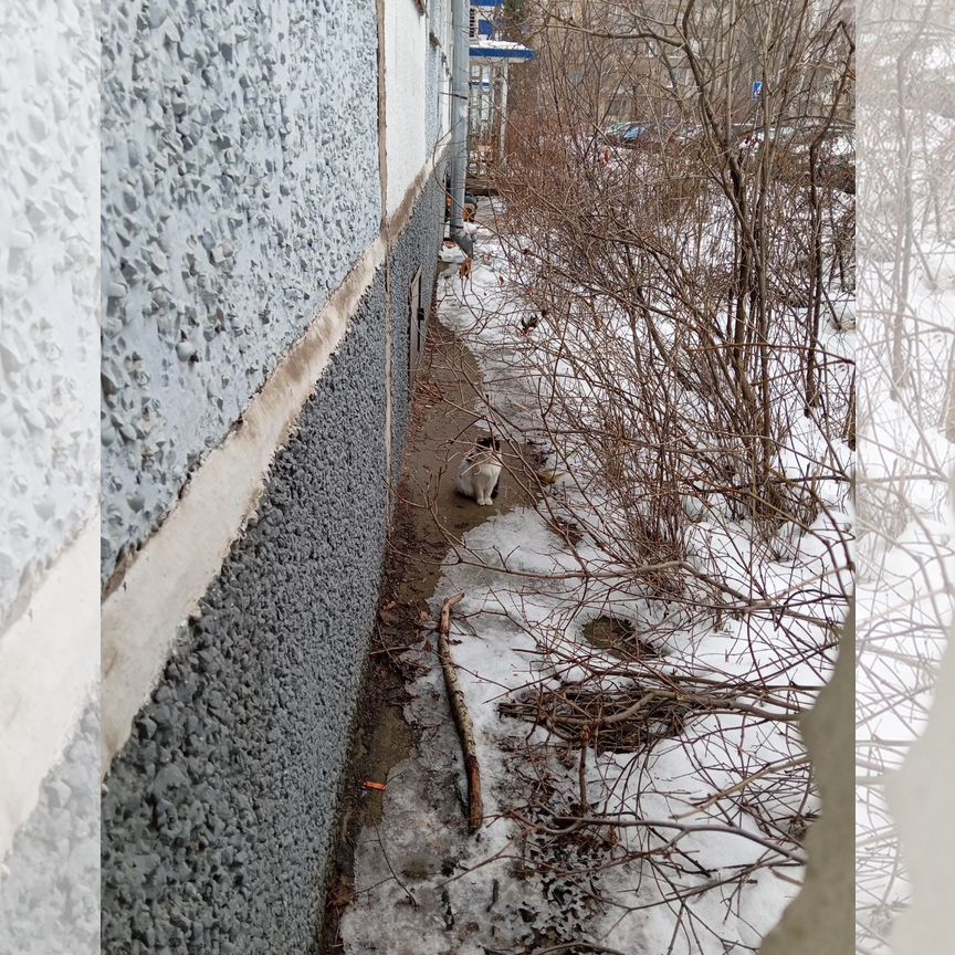 Погибает на морозе кошечка