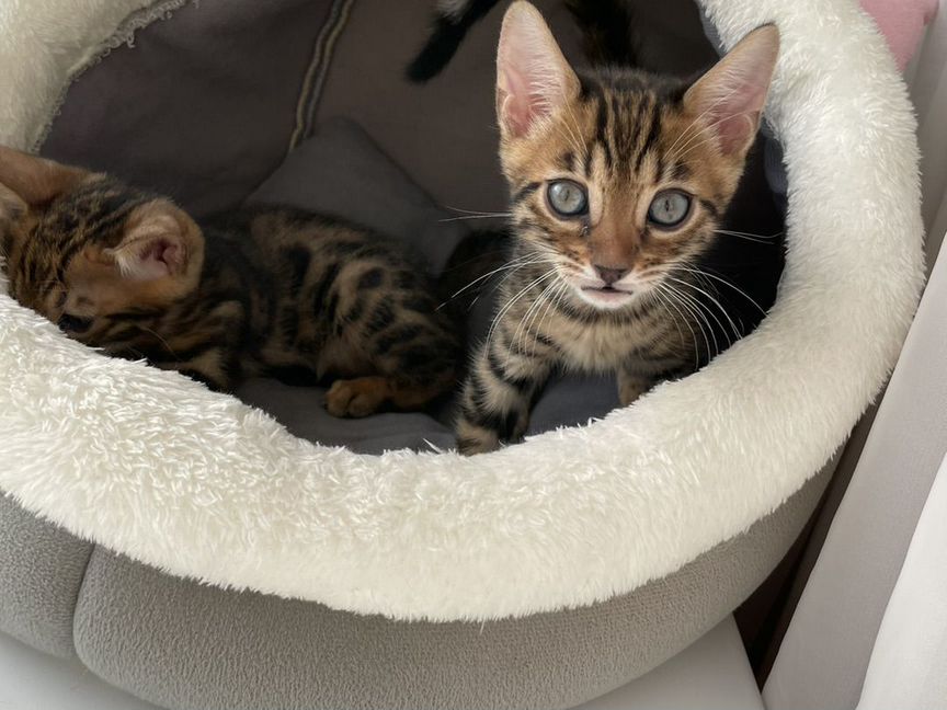 Бенгальские котята с документами